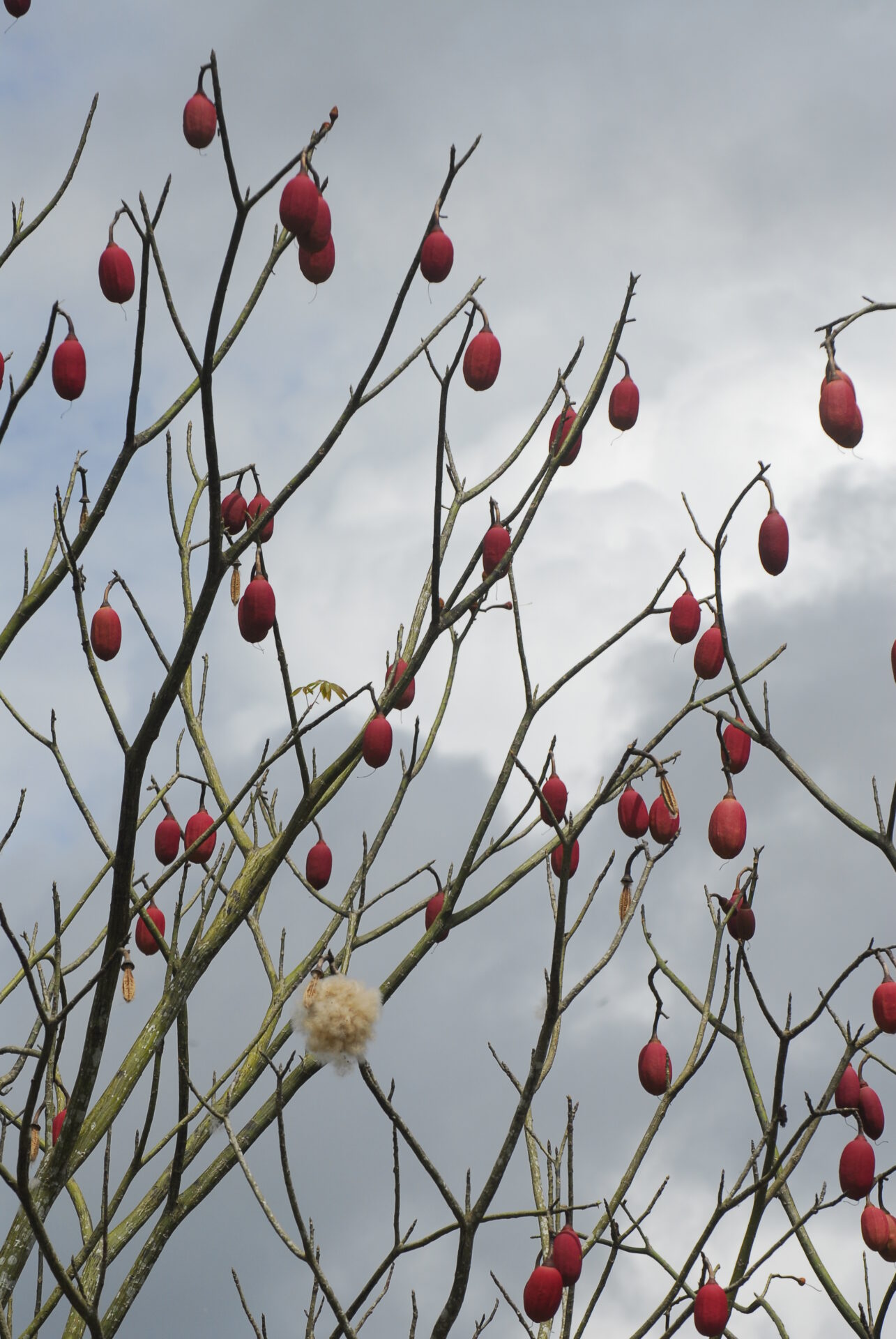 Publicaciones del PAE - Proyecto Cuenca Amazonica